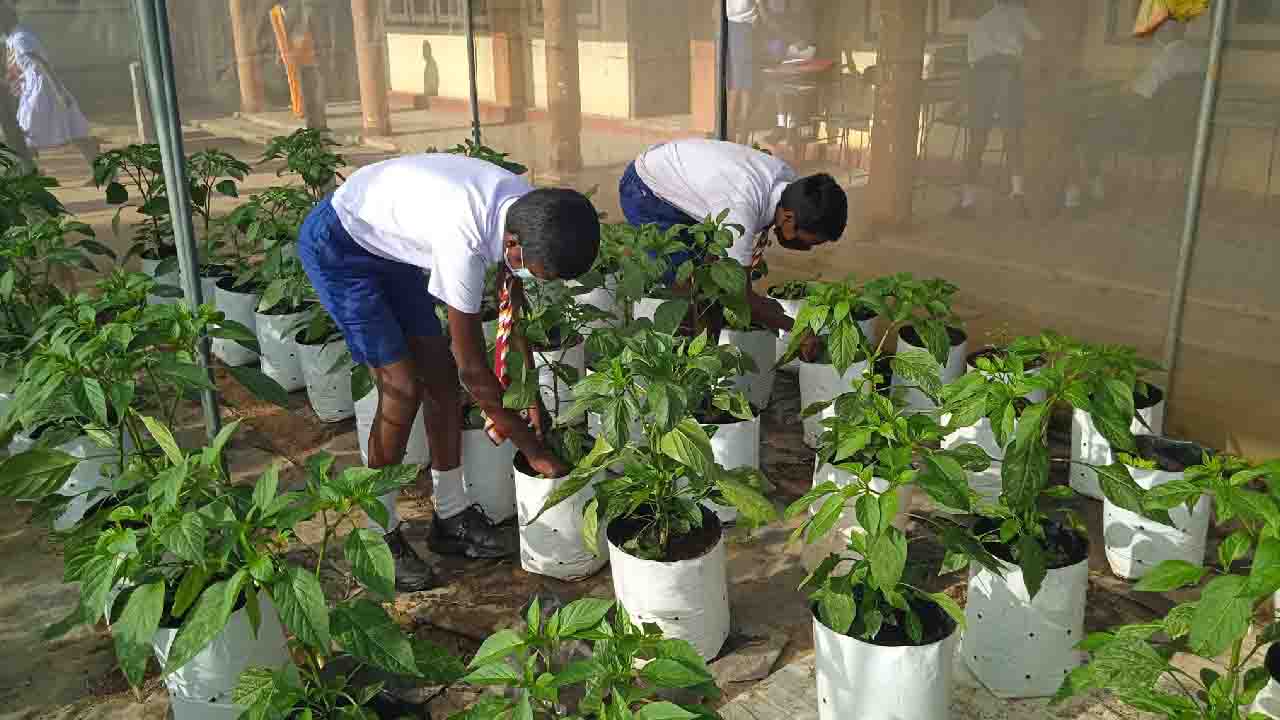 Entrepreneurial school gardens in Sri Lanka to uplift children’s ...
