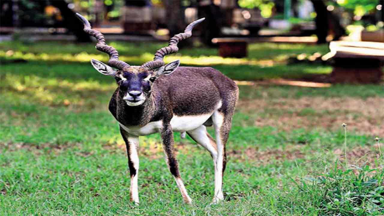 Blackbuck resilience seen in India - Commonwealth Union