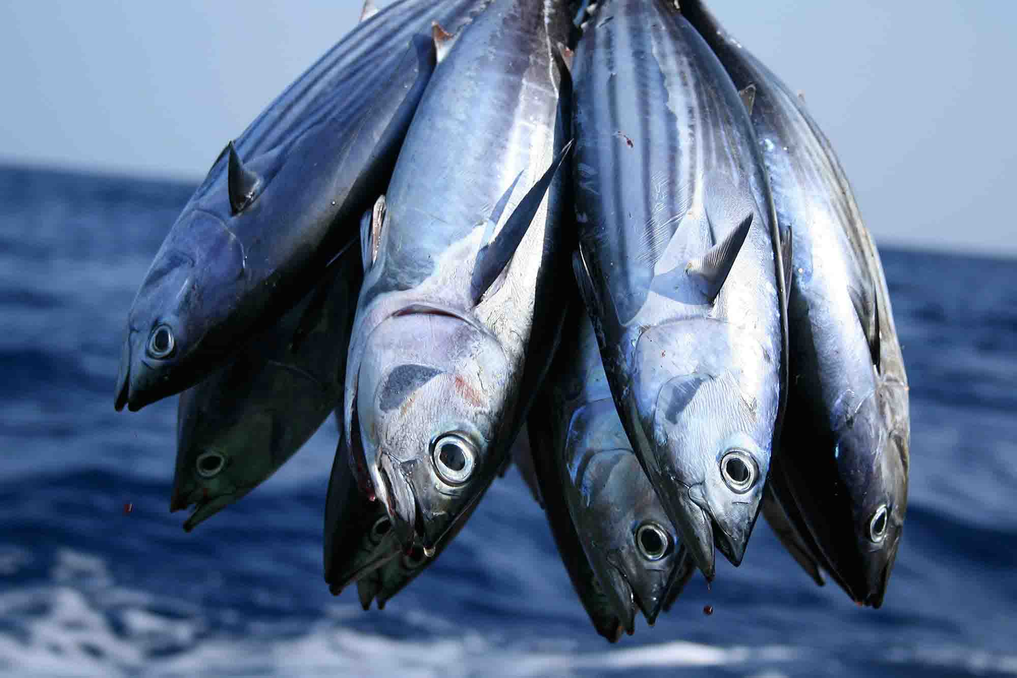 How will the new Indian Ocean fishing rules benefit coastal states ...