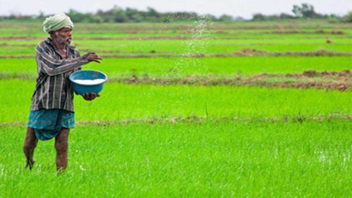 Sri Lanka’s most vulnerable paddy farmers get fertilizer, seed and ...