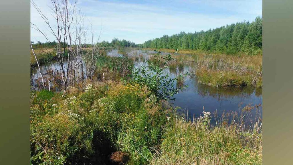 How wetlands help fight climate change - Commonwealth Union