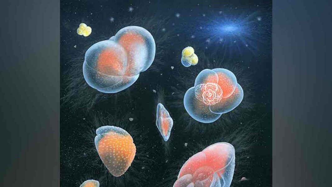 Going back 5 million years shown in study of Biodiversity gradient ...