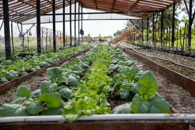 Guyana allocates USD 185 million for Agricultural Innovation Programme ...