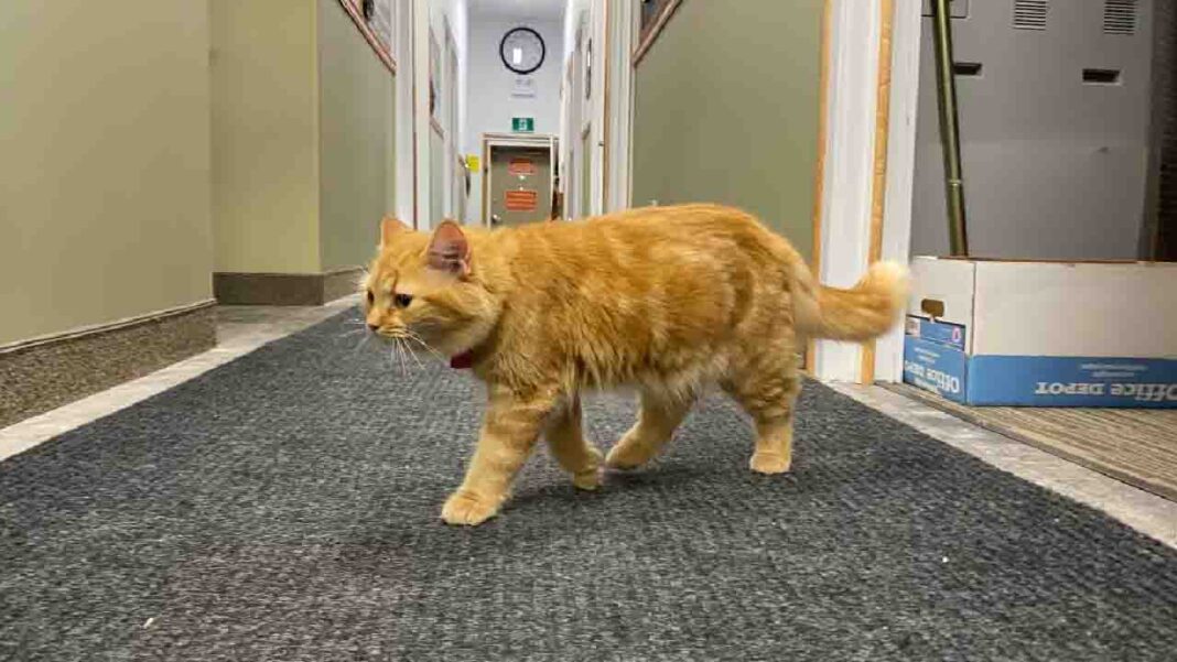 Saskatoon SPCA introduces a foster cat program for employees ...