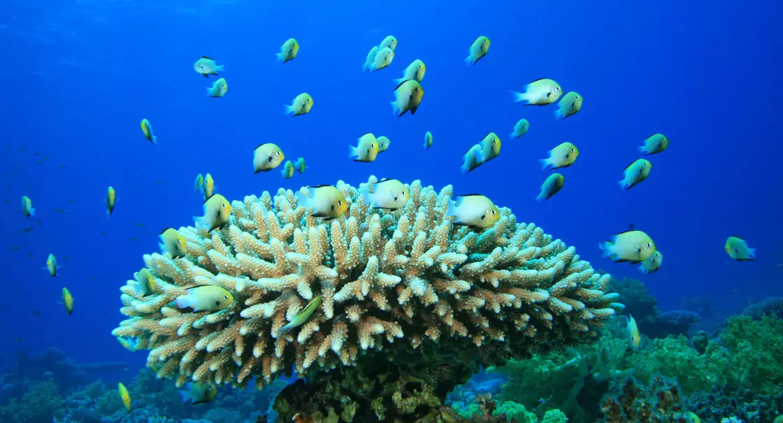 Kaimoo Resorts and Hotels teams up with the Maldives Coral Institute to ...