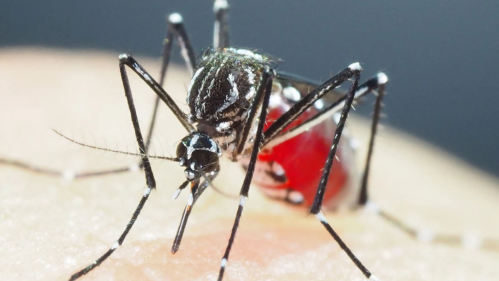Analysis reveals Dengue evolution in India - Commonwealth Union