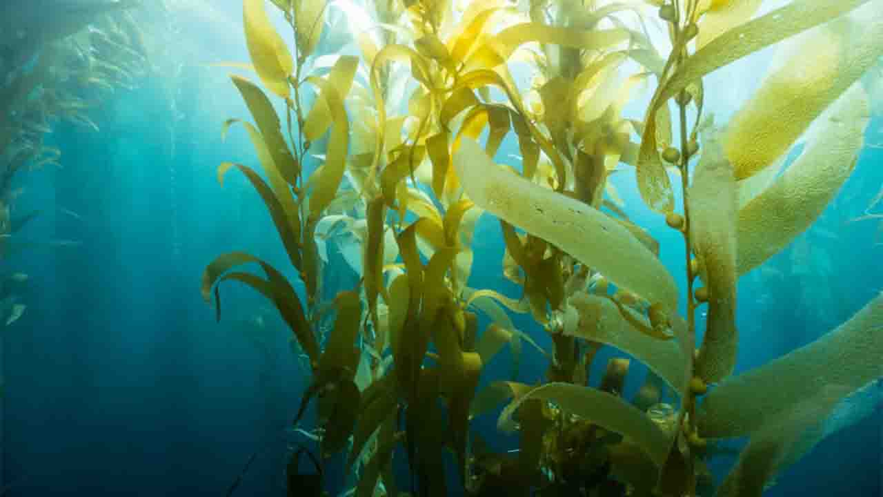 A new project may boost the British seaweed industry - Commonwealth Union