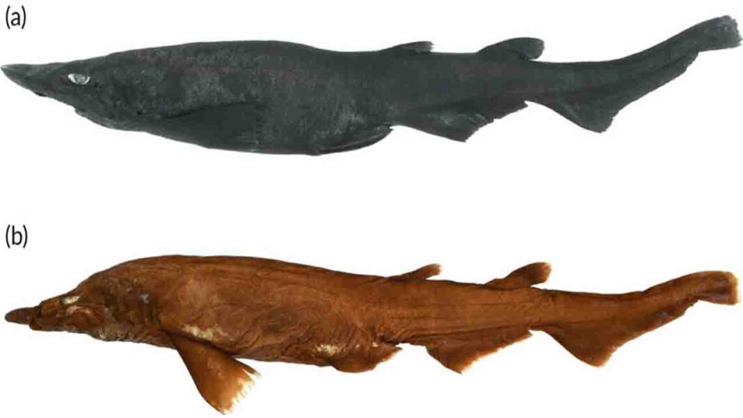The demon shark was discovered off the deep waters of Hobart, Australia ...