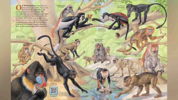 New World monkeys and old-world monkeys! Interesting facts about the ...
