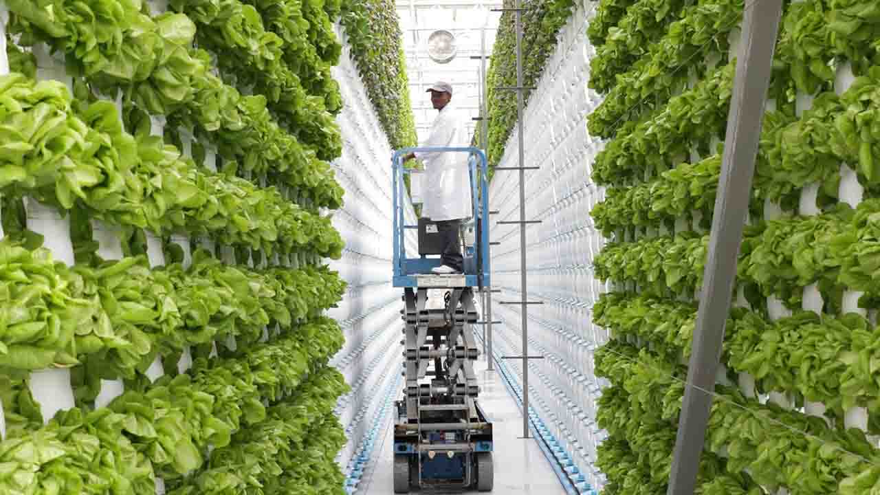 Vertical Farming Can Produce More Food with Less Land - Commonwealth Union