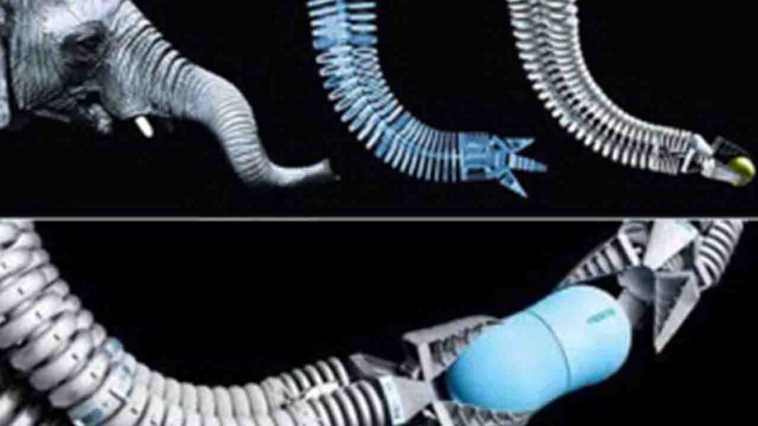 Biomimicry and Inspiration from the Natural World! - Commonwealth Union