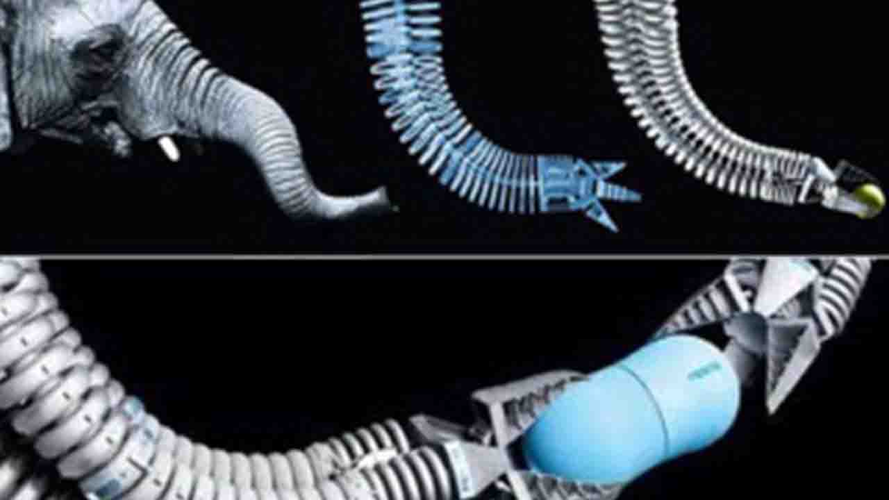 Biomimicry and Inspiration from the Natural World! - Commonwealth Union