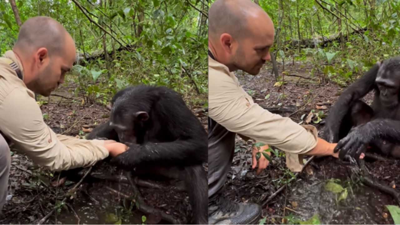 Exploring the Deep Bonds Between Humans and Chimpanzees Through ...