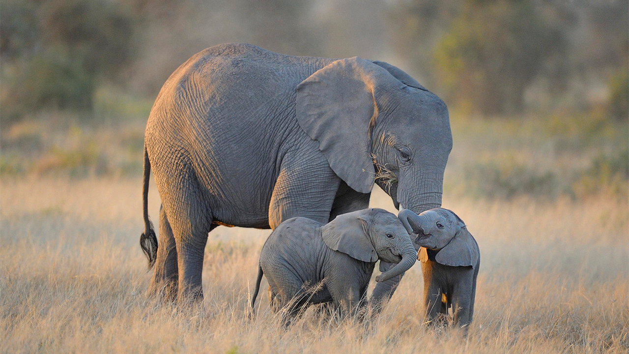 The Majestic World of Elephants… - Commonwealth Union