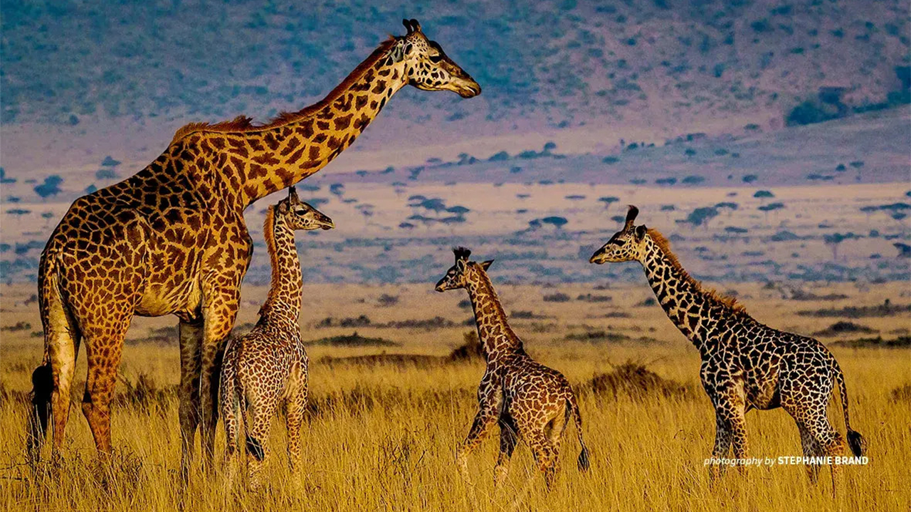 Preserving African Savanna - Commonwealth Union