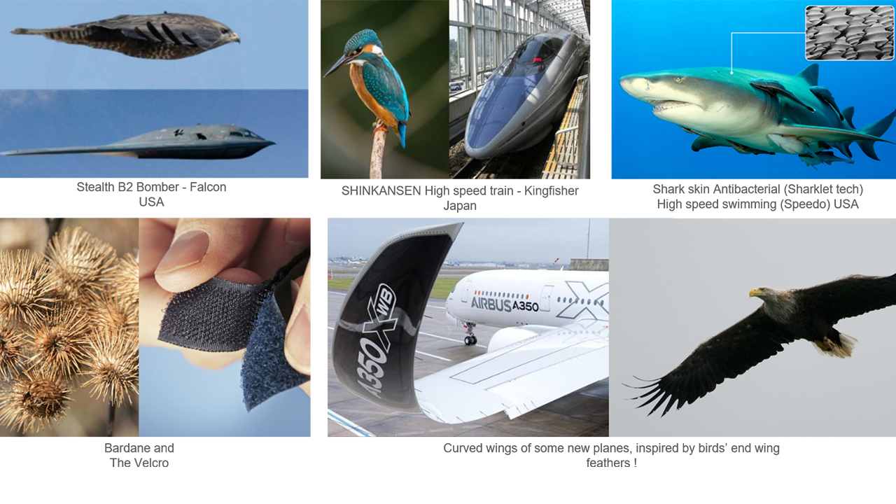 Biomimicry for a Sustainable Future: Lessons from Ecosystems ...