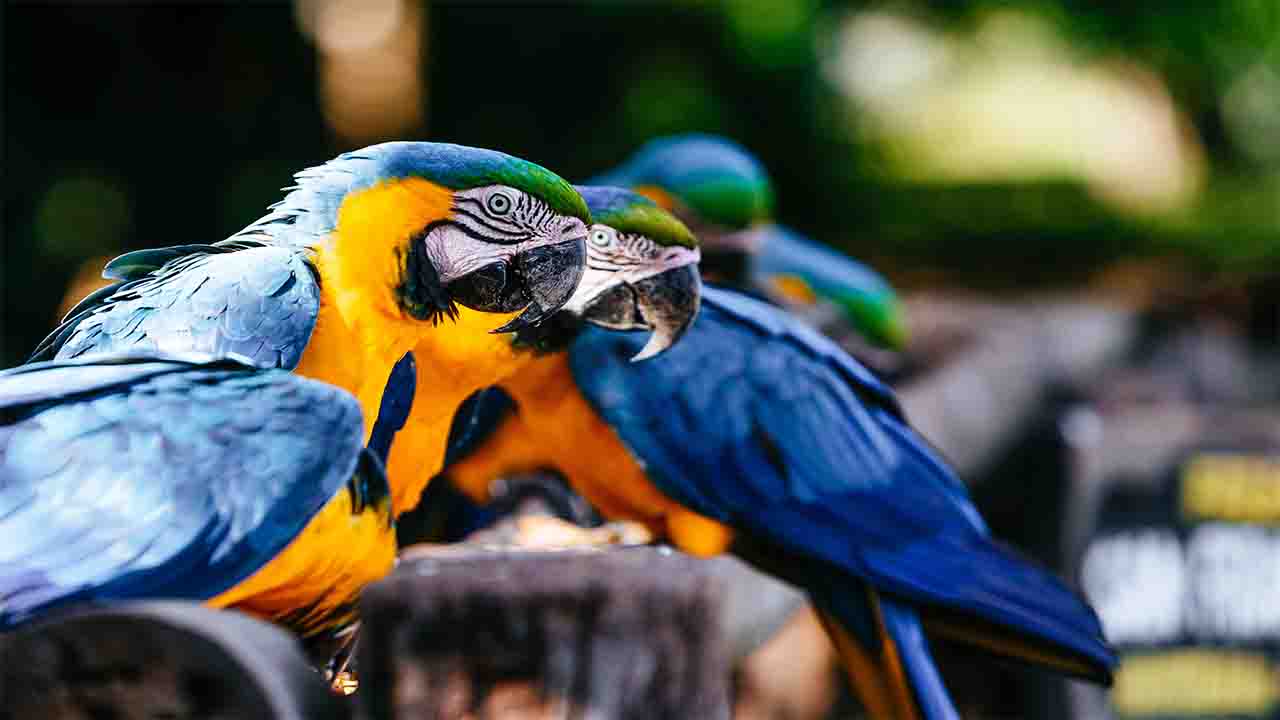 Caribbean parrots have been relocated by… - Commonwealth Union