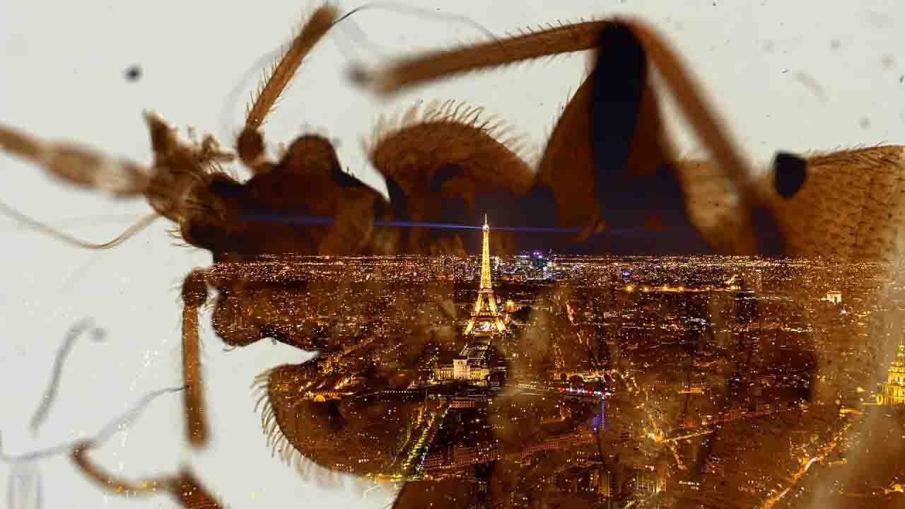 Battling Bed Bug Infestation in… - Commonwealth Union