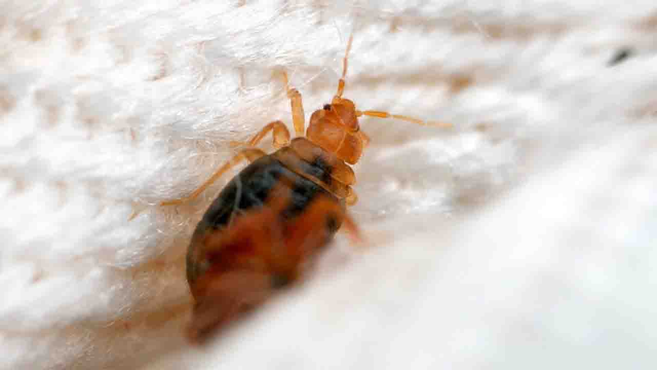Addressing the Bed Bug Menace: South Korea's Battle Against Infestation ...