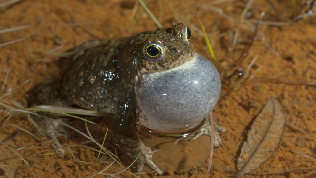 World’s smallest fanged frog discovered in Indonesia - Commonwealth Union
