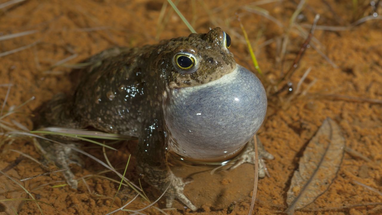 World’s smallest fanged frog discovered in Indonesia - Commonwealth Union