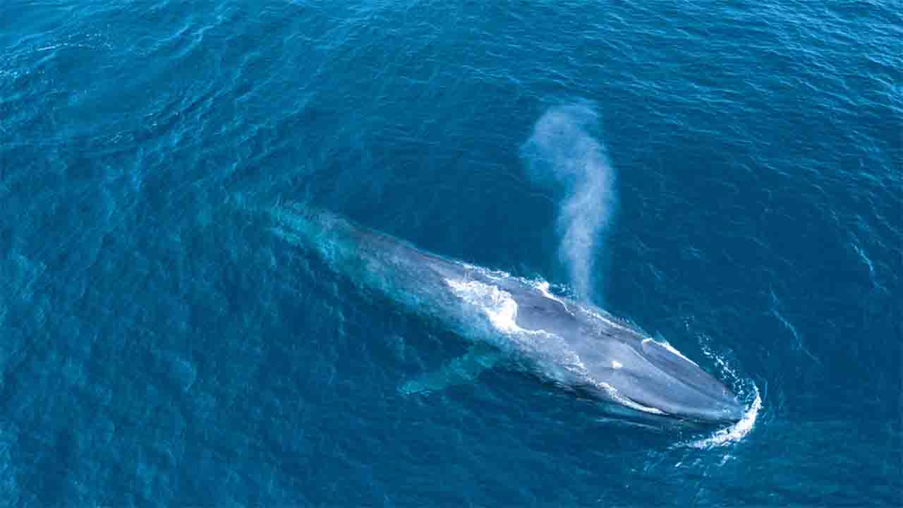 The Majestic Return of Blue Whales to the Indian Ocean: A Triumph Over ...