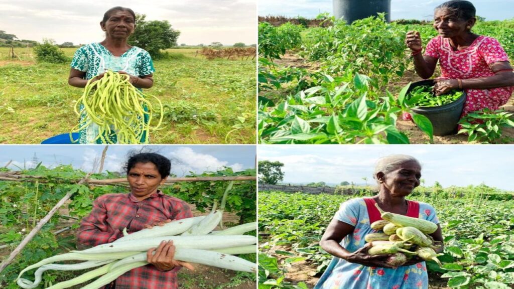 Empowering women farmers in Sri Lanka breaking barriers to agricultural equality - Commonwealth ...