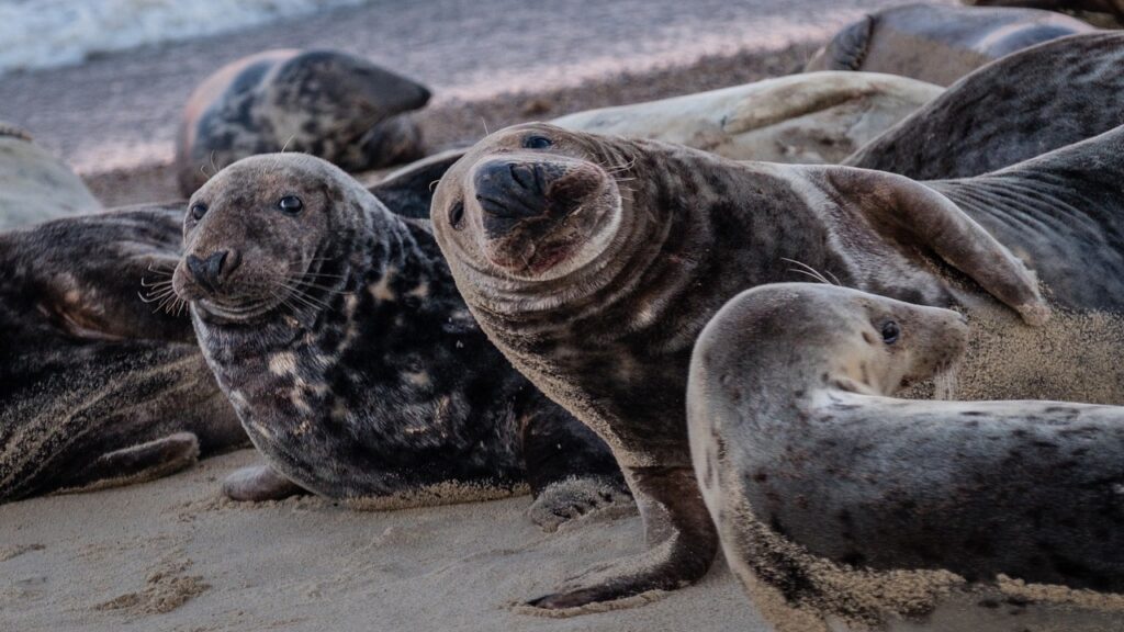 Seals threaten Canadian fish - Commonwealth Union