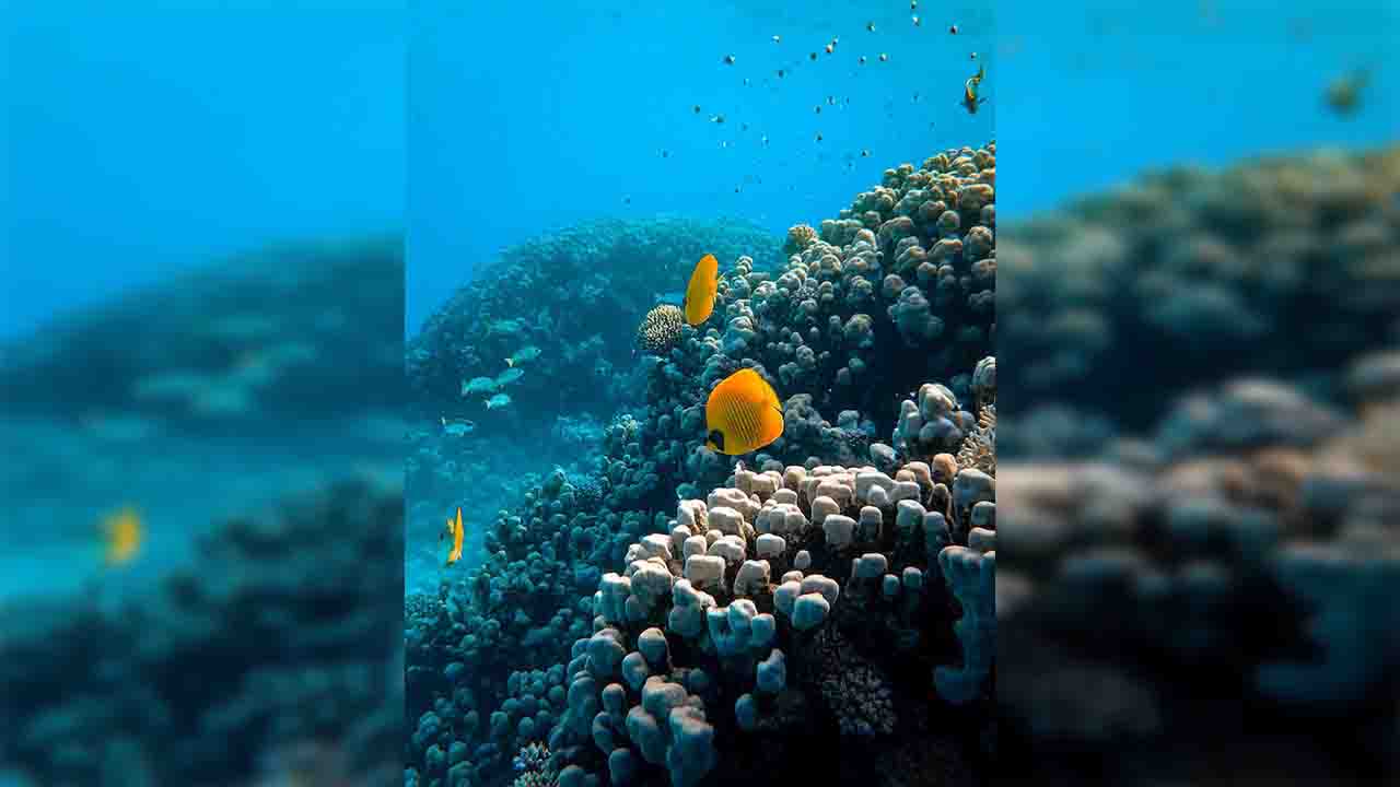 Ocean Conservation Efforts Gain Momentum in the Face of Marine Crisis ...