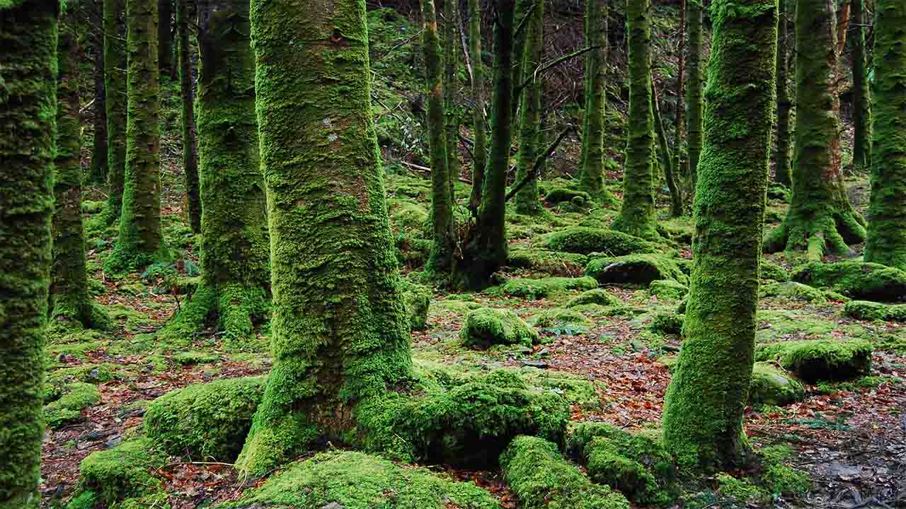 What role does moss play in pollution monitoring? - Commonwealth Union
