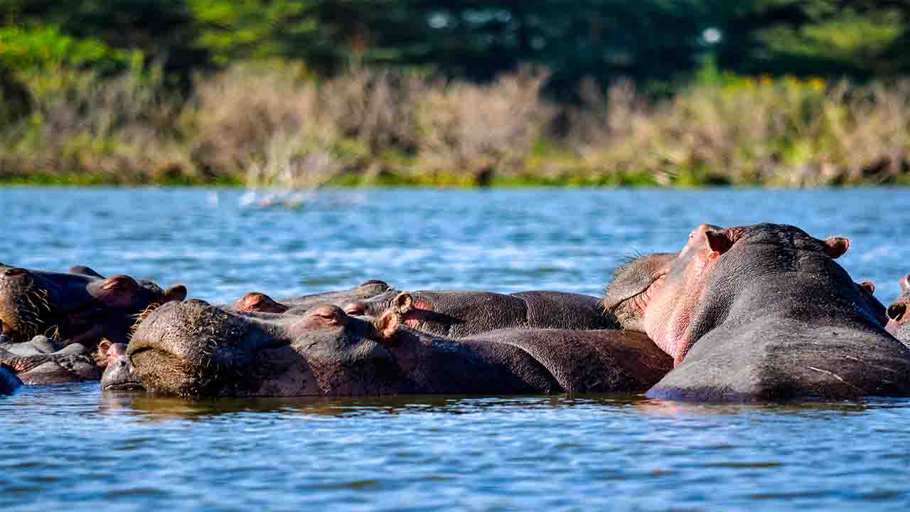World Hippo Day! - Commonwealth Union