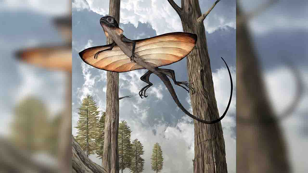 Student in Bristol Region Discovers Flying Reptile from 'Kuehneosaurs ...
