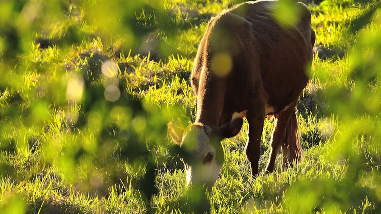 Green grazing! - Commonwealth Union