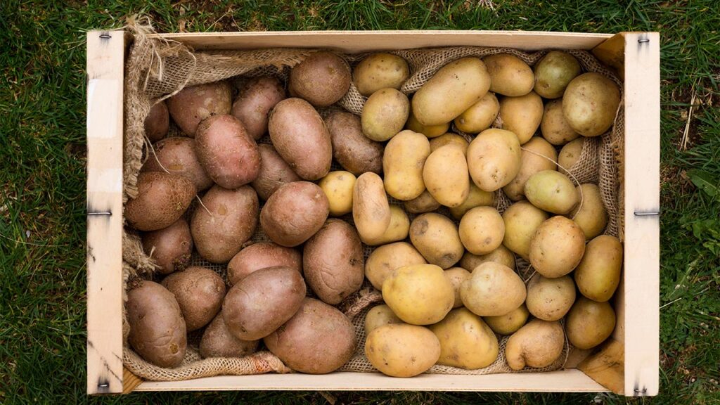 New drought-resistant potato breed - Commonwealth Union
