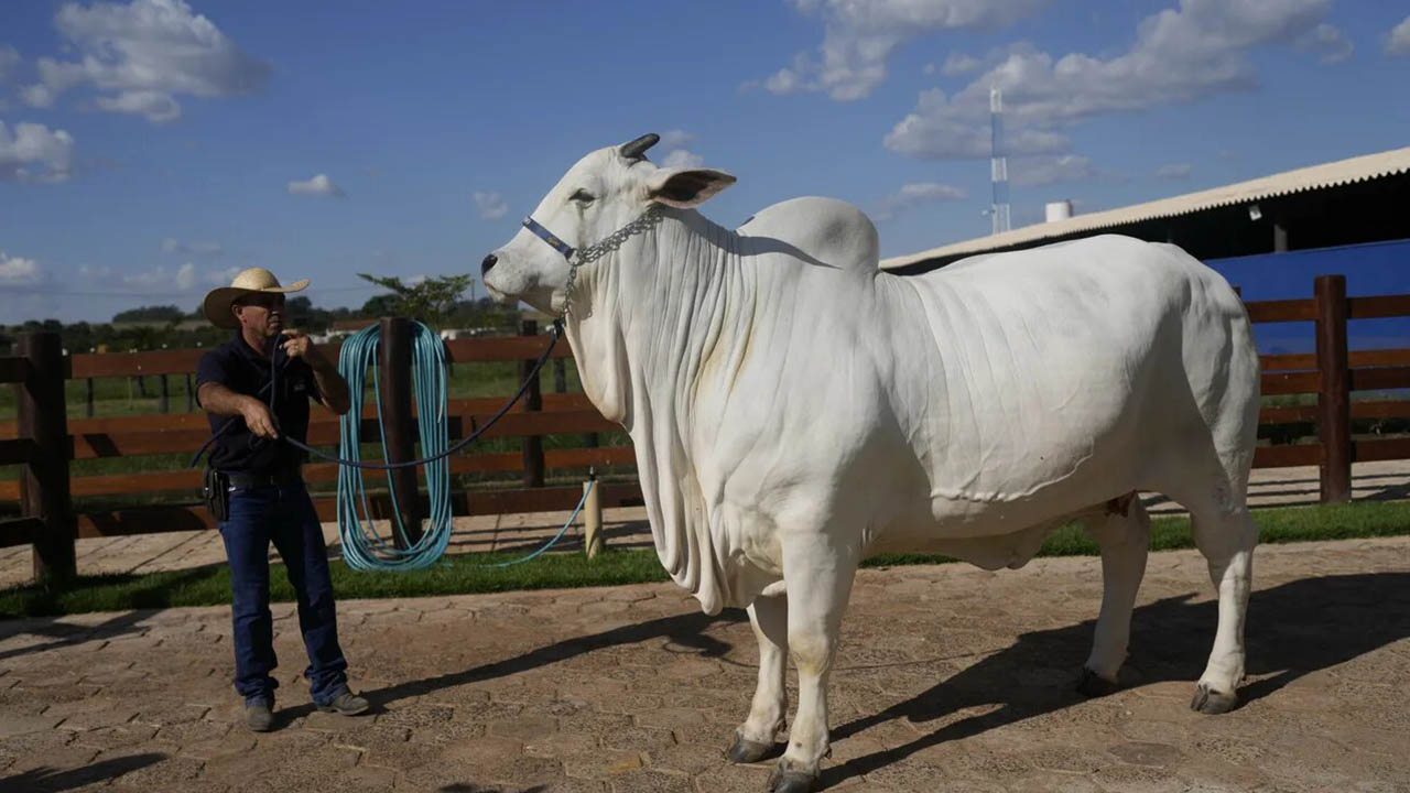 World’s most expensive cow - Commonwealth Union