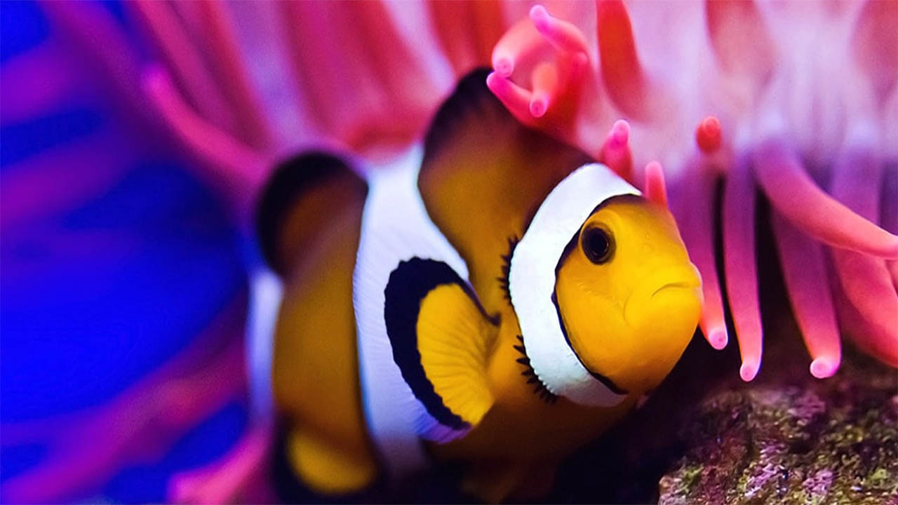 Lumbini Aquaria launches ‘Gobble’ fish feed range - Commonwealth Union