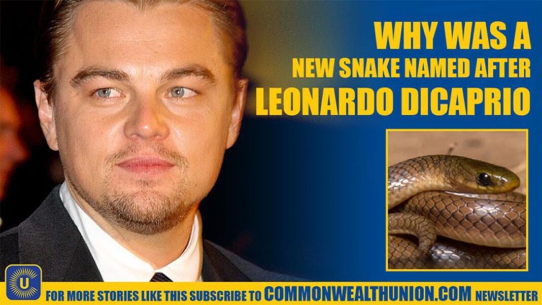 Why a Himalayan snake was named after a Hollywood actor! - Commonwealth ...