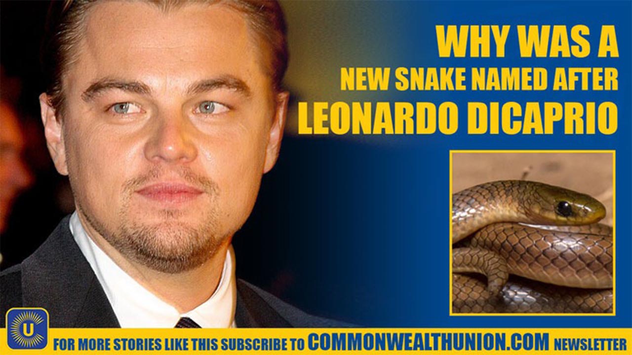 Why a Himalayan snake was named after a Hollywood actor! - Commonwealth ...