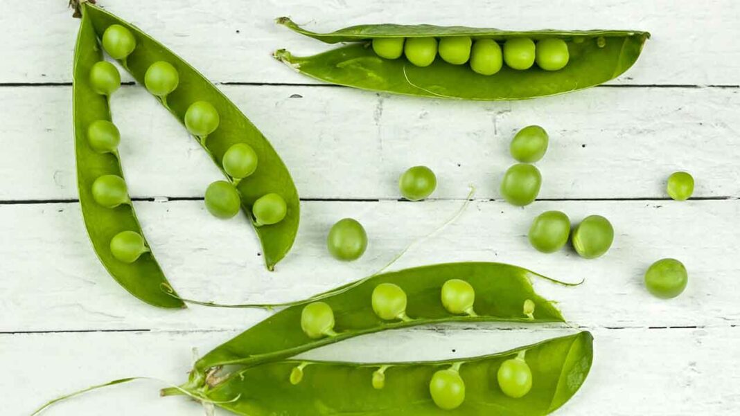 Researchers find Beans and Peas as Top Meat Alternatives, Outperforming ...