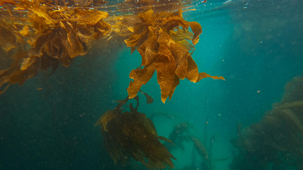 31 million tons of seaweed are drifting toward Caribbean beaches ...