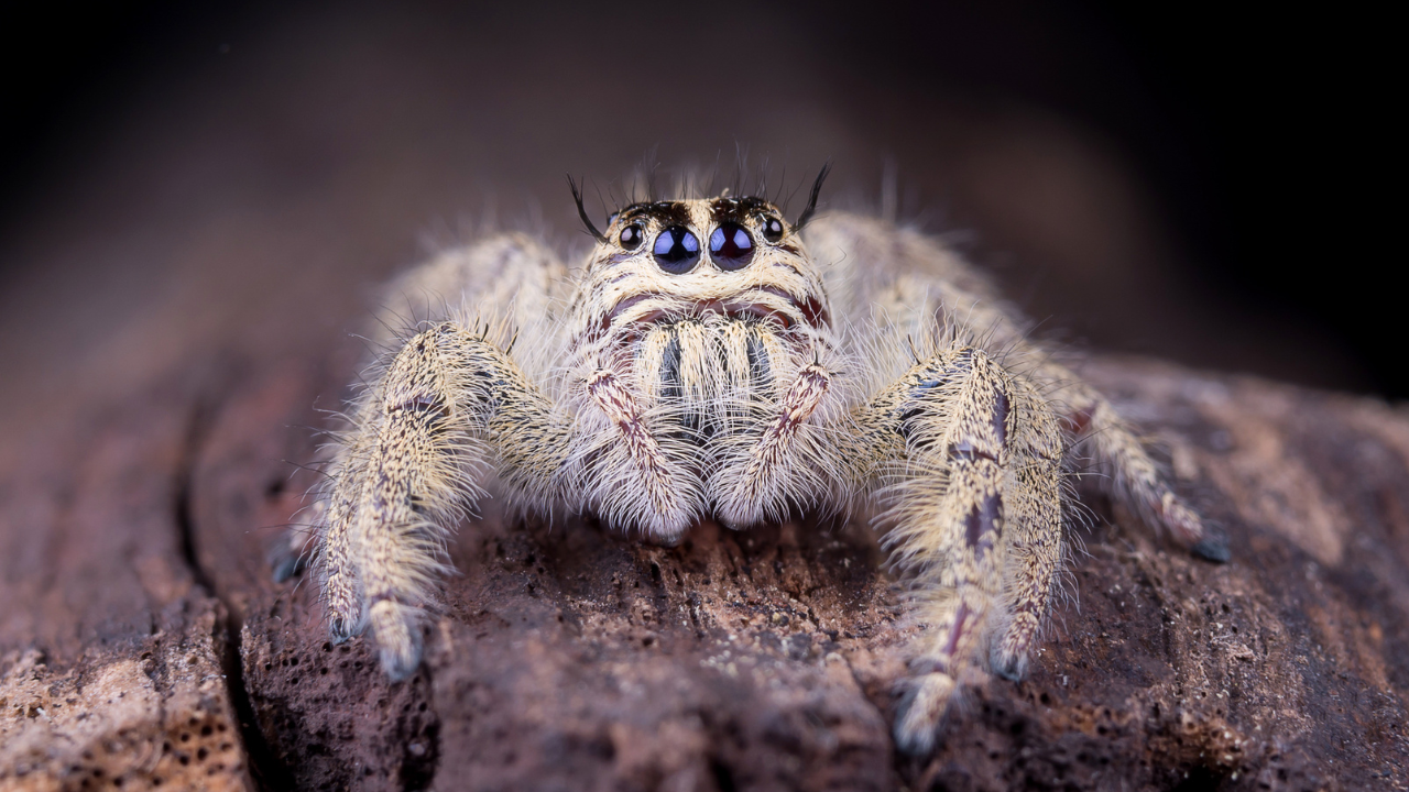 Found: Mysterious Flying Spiders Living in New Zealand's Most Remote ...
