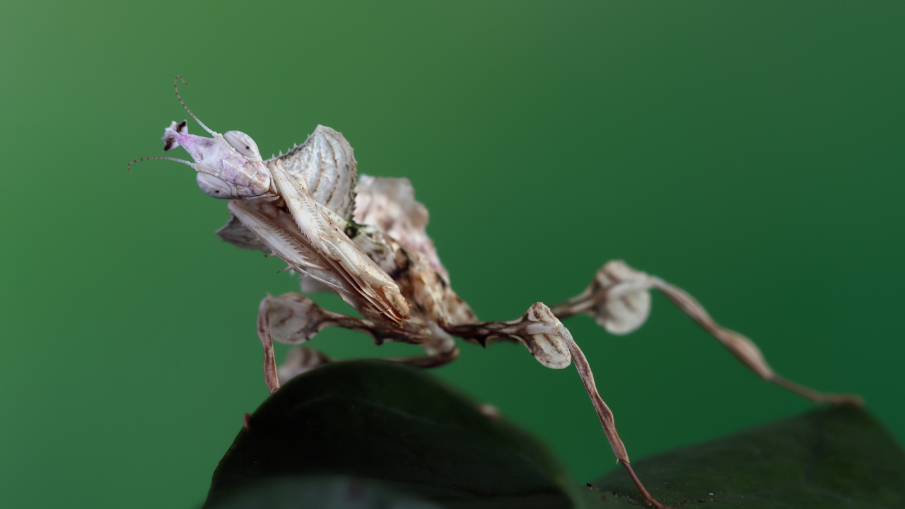 Hidden for Centuries: The Colossal Stick Insect Scientists Almost ...